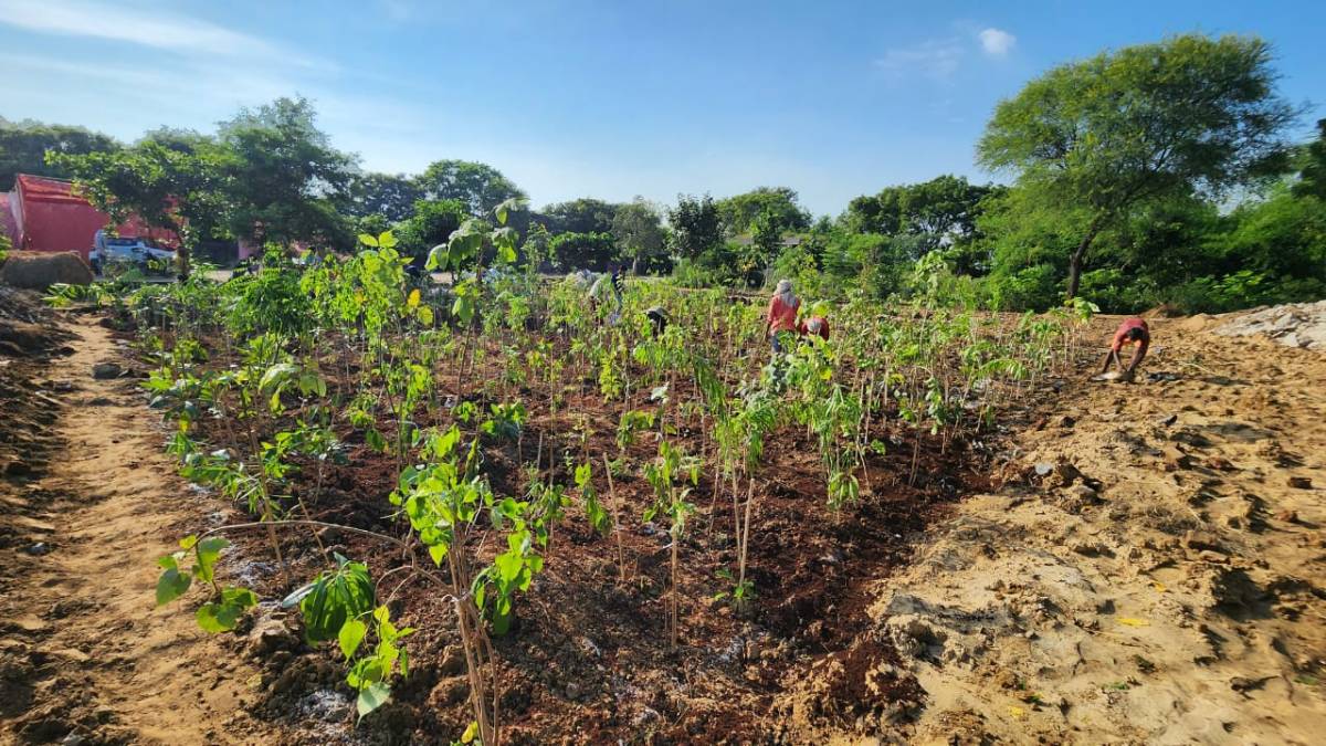 50 Miyawaki Afforestation Projects Completed by Rise Foundation! – Rise ...